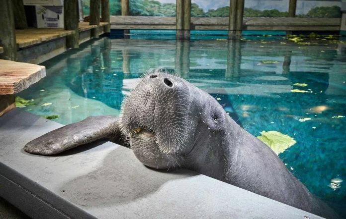 Kinatigulangang Manatee sa tibuok kalibutan makita sa Florida Aquarium ...